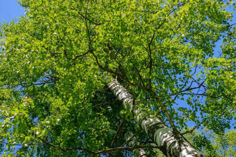 15 Trees Every Homesteader Should Plant - Homestead Gardener