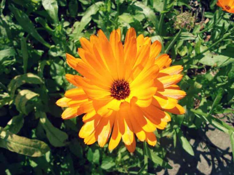 60 Popular Cut Flower Garden Ideas to Transform Your Backyard ...