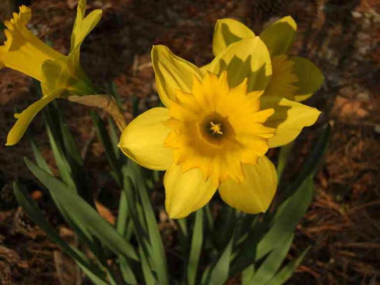 23 Best Winter Blooming Flowers for a Colourful Winter Garden ...