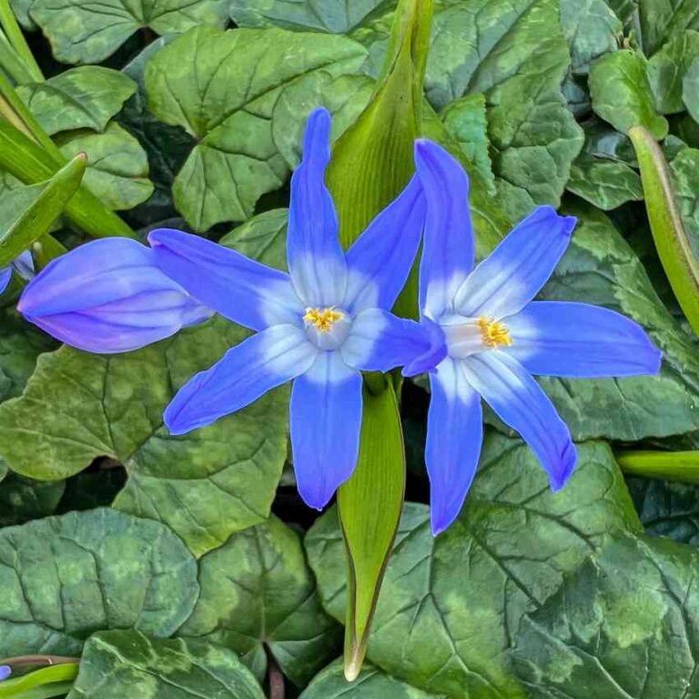23 Best Winter Blooming Flowers for a Colourful Winter Garden ...