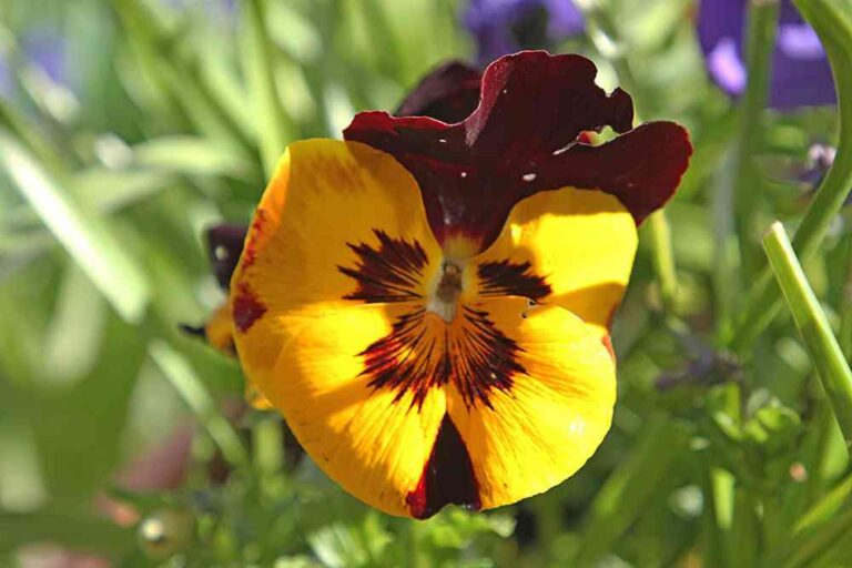27 Best Fall Flowering Plants to Beautify Autumn Garden - Homestead ...