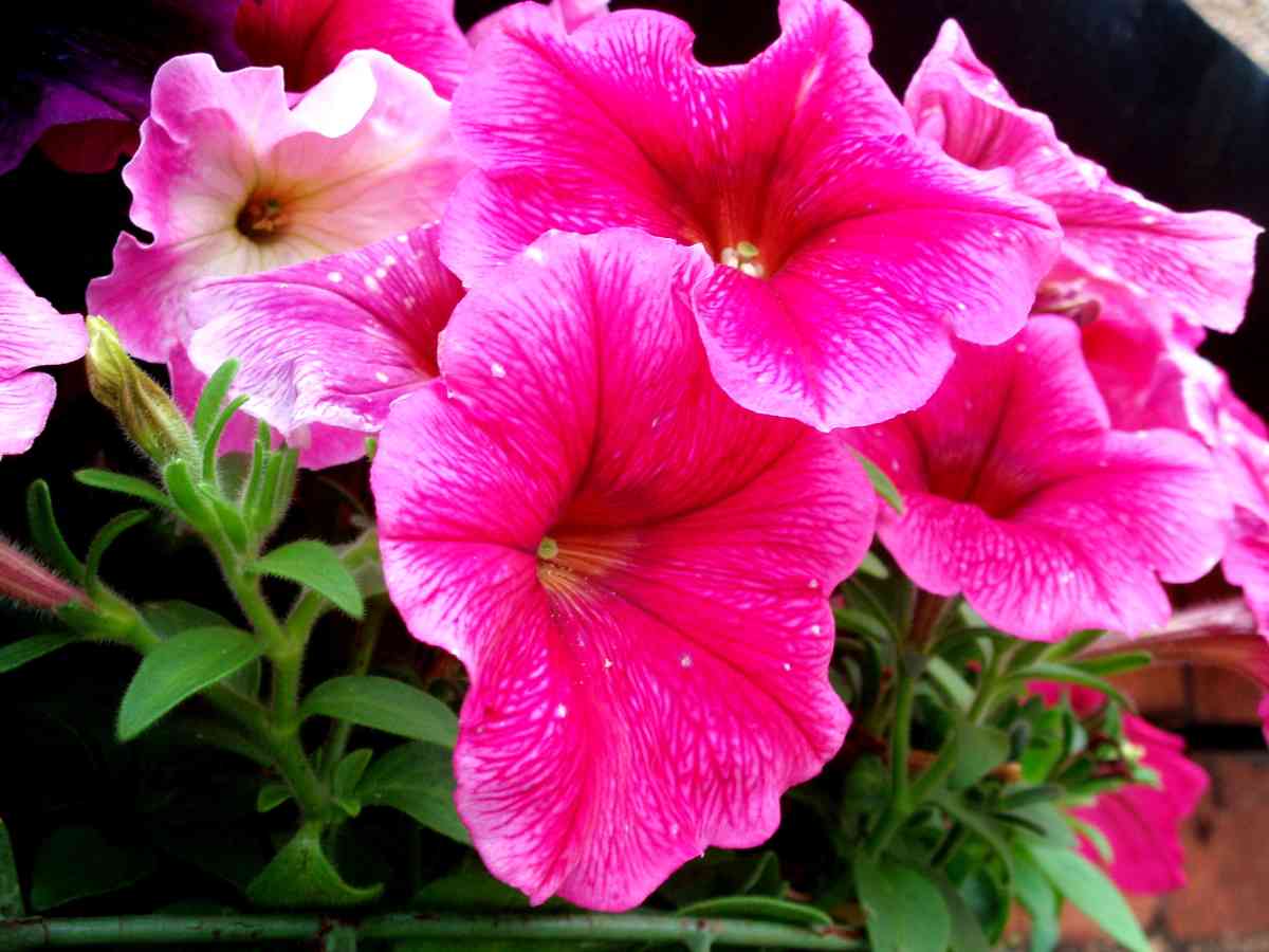 27 Best Fall Flowering Plants to Beautify Autumn Garden - Homestead ...