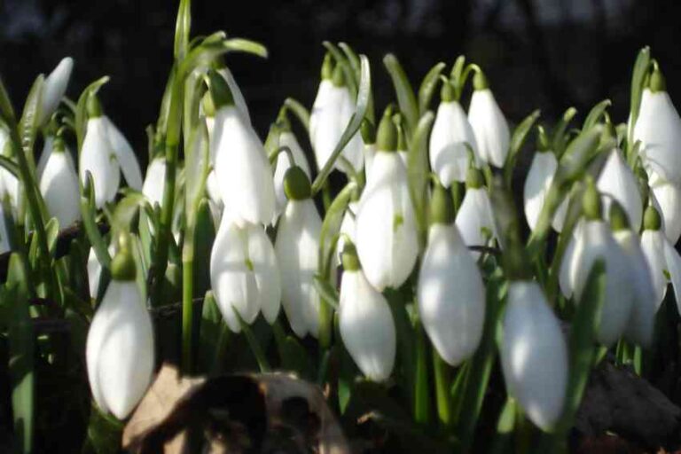 23 Best Winter Blooming Flowers for a Colourful Winter Garden ...