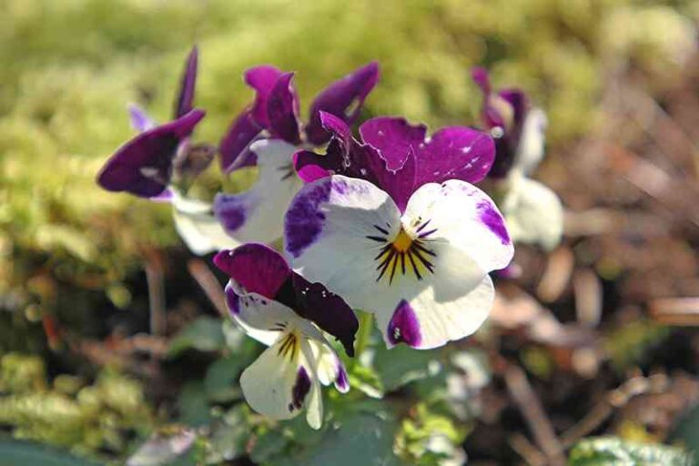 23 Best Winter Blooming Flowers for a Colourful Winter Garden ...