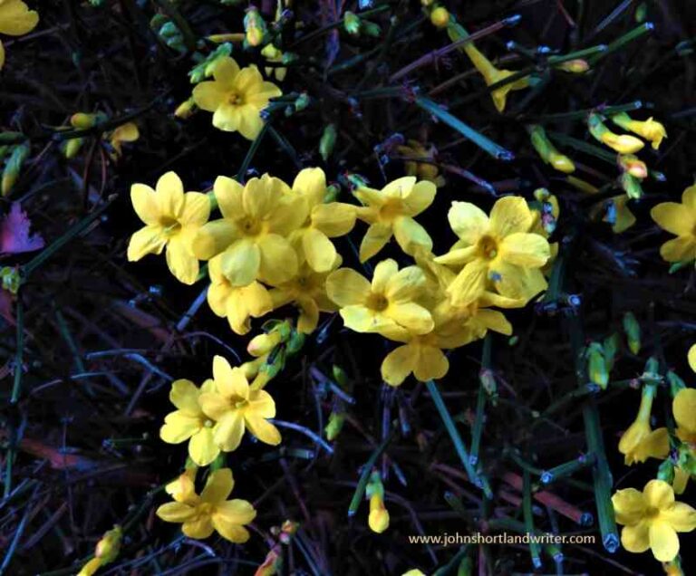 23 Best Winter Blooming Flowers for a Colourful Winter Garden ...