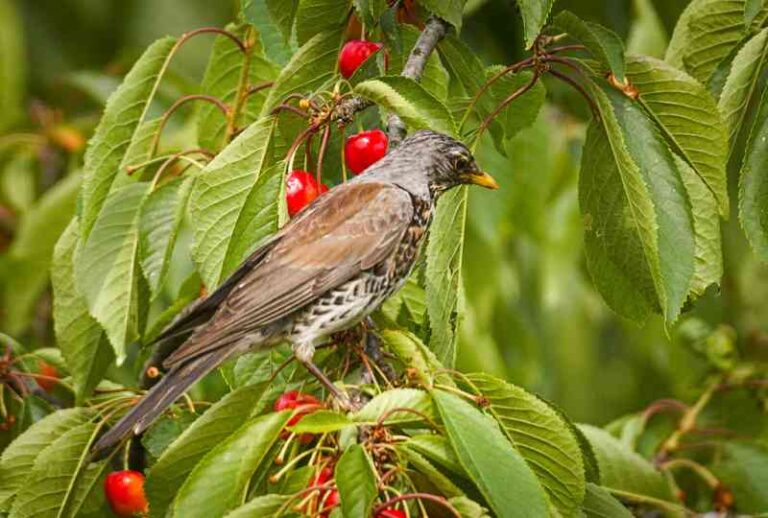 15 Trees Every Homesteader Should Plant - Homestead Gardener