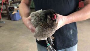 How to Get Rid of Chicken Mites and Lice Naturally? - Homestead Gardener