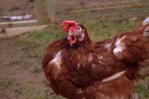 Why My Hen is Crowing - Reasons Will Surprise You? - Homestead Gardener