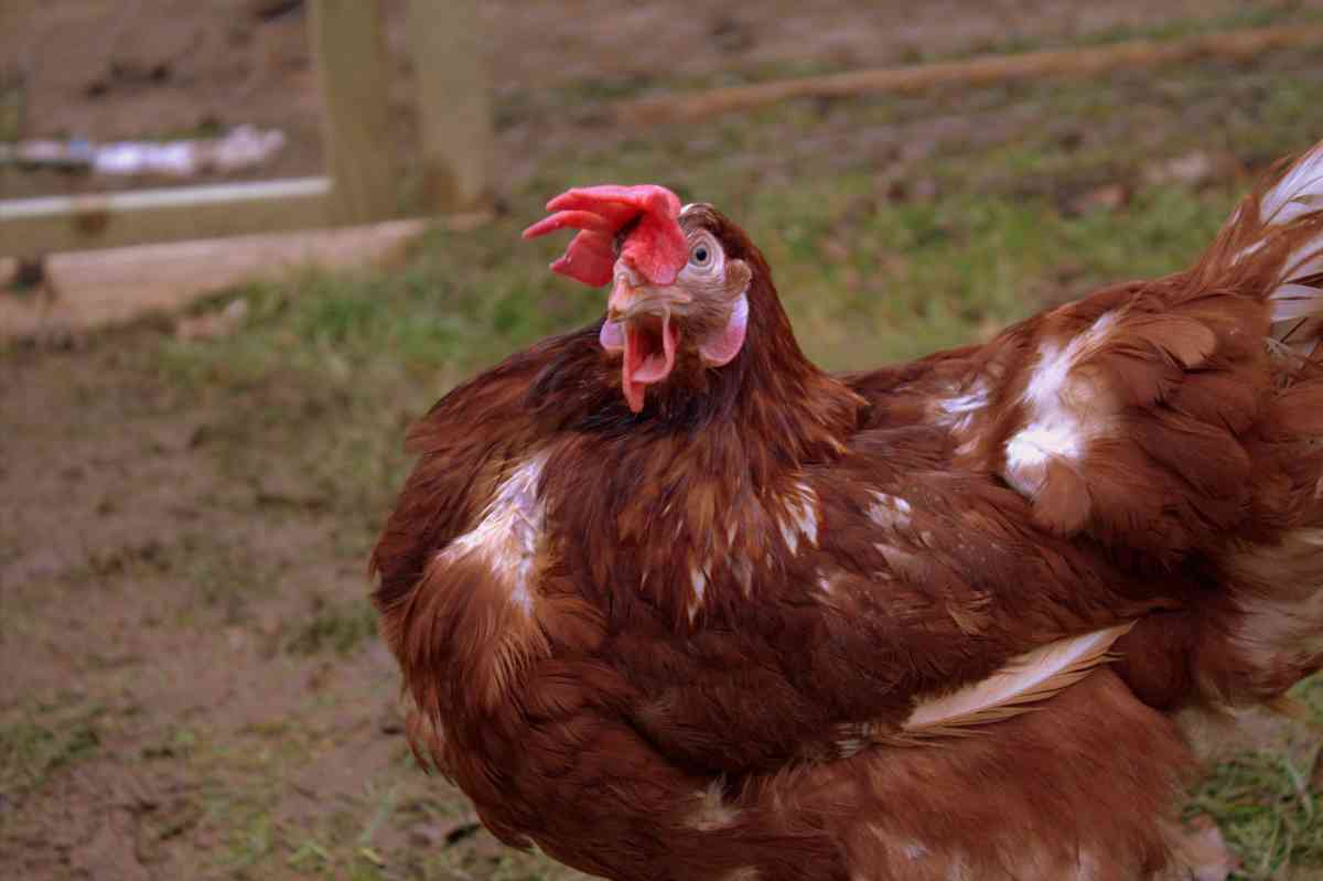 Why My Hen is Crowing - Reasons Will Surprise You? - Homestead Gardener