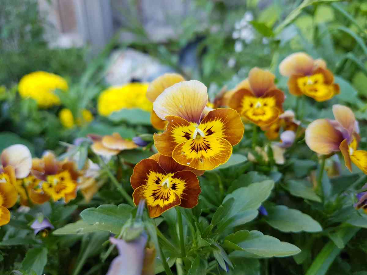 23 Best Winter Blooming Flowers for a Colourful Winter Garden ...