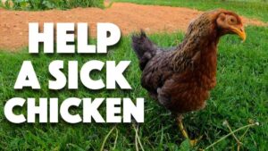 Wry Neck in Chickens: What Is It and How Can You Treat? - Homestead ...
