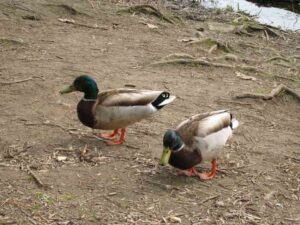 What Do Ducks Naturally Eat? - Homestead Gardener