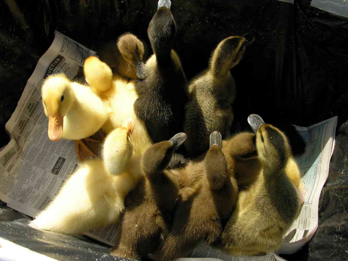 What Do Ducks Naturally Eat? - Homestead Gardener