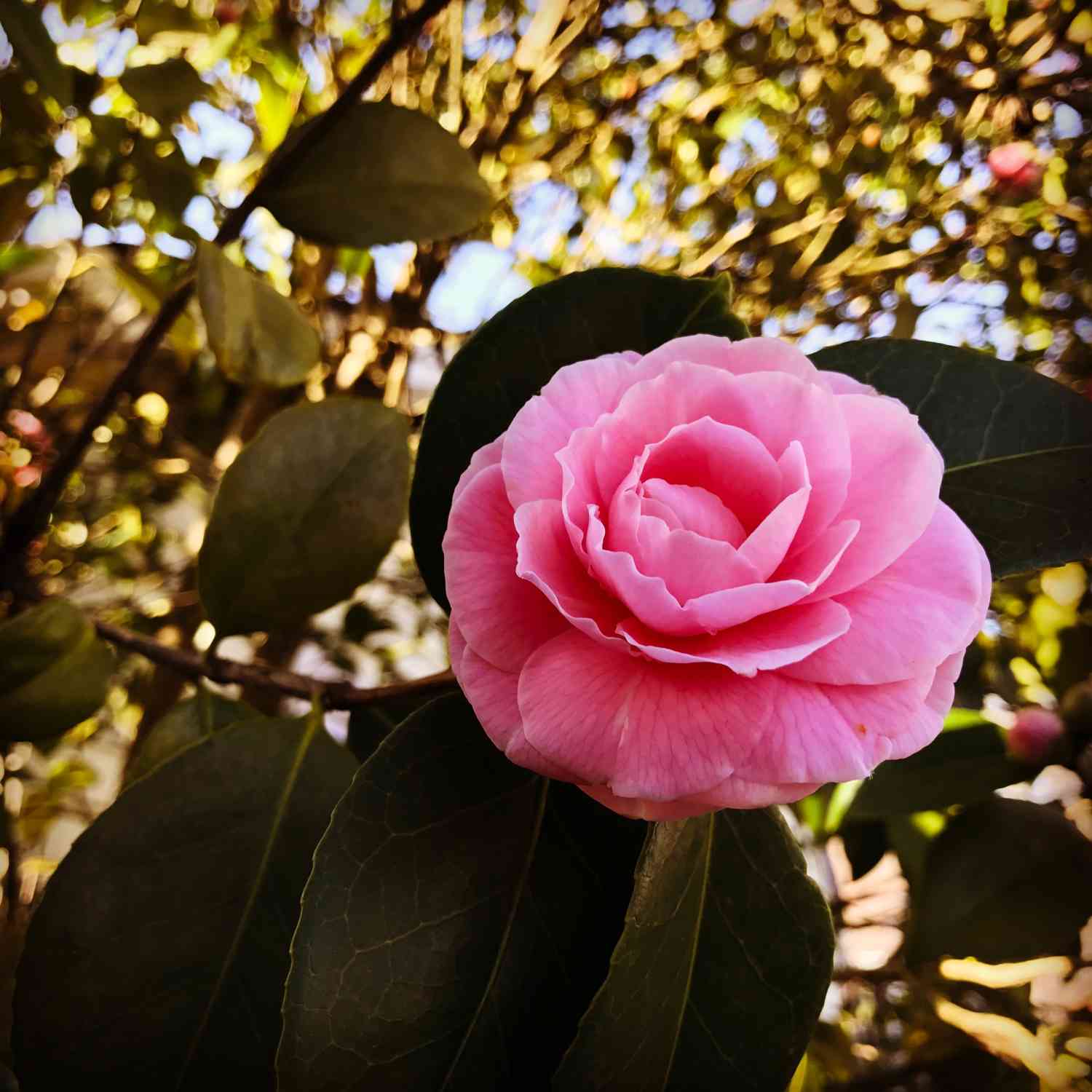 27 Best Pink Flowering Plants to Beautify Your Garden - Homestead Gardener