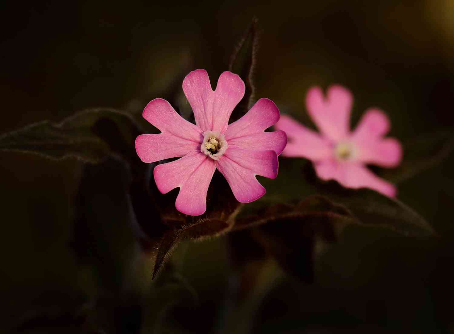 27 Best Pink Flowering Plants to Beautify Your Garden - Homestead Gardener
