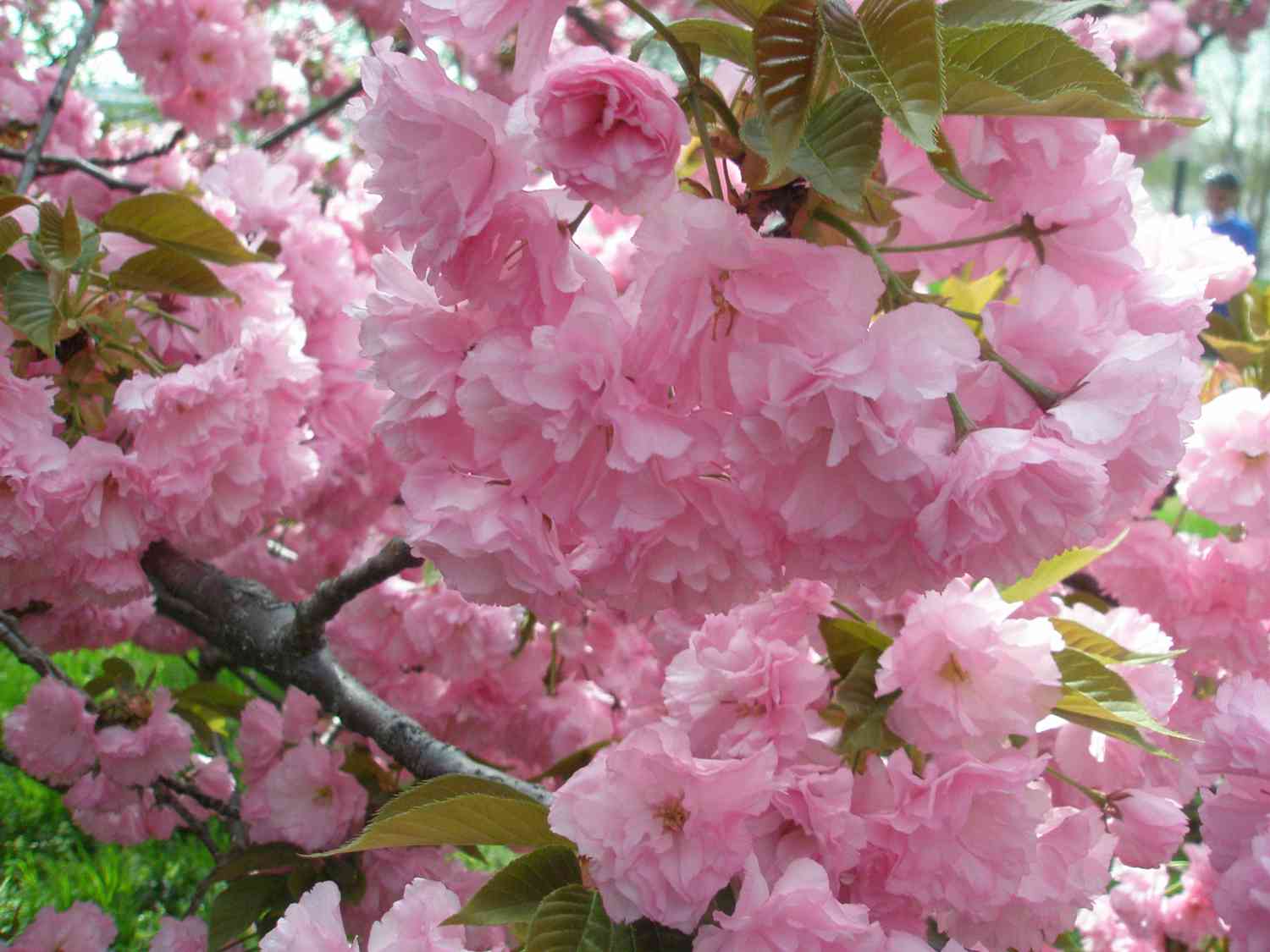 27 Best Pink Flowering Plants to Beautify Your Garden - Homestead Gardener