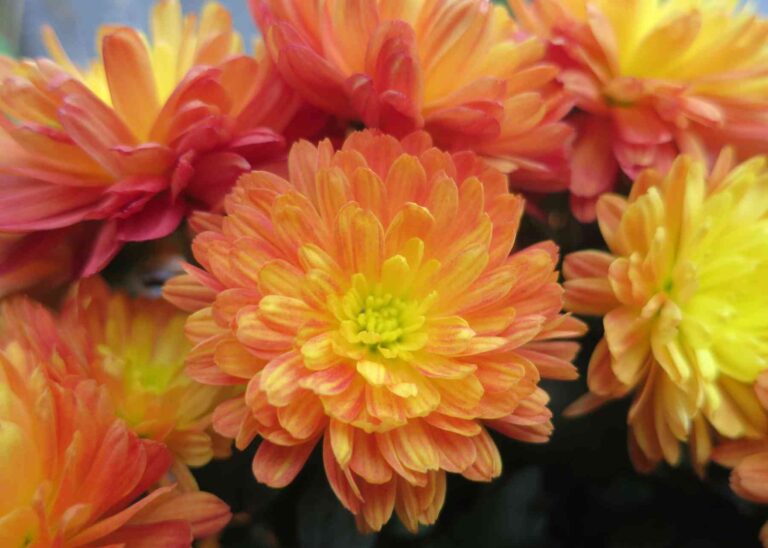 27 Best Pink Flowering Plants to Beautify Your Garden - Homestead Gardener