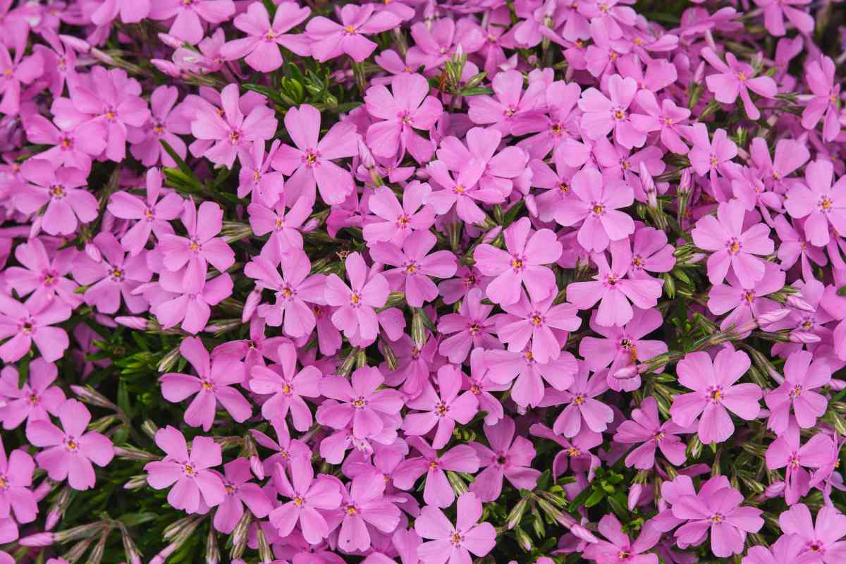 27 Best Pink Flowering Plants to Beautify Your Garden - Homestead Gardener