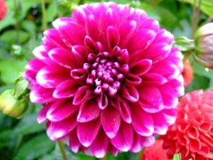 27 Best Pink Flowering Plants to Beautify Your Garden - Homestead Gardener