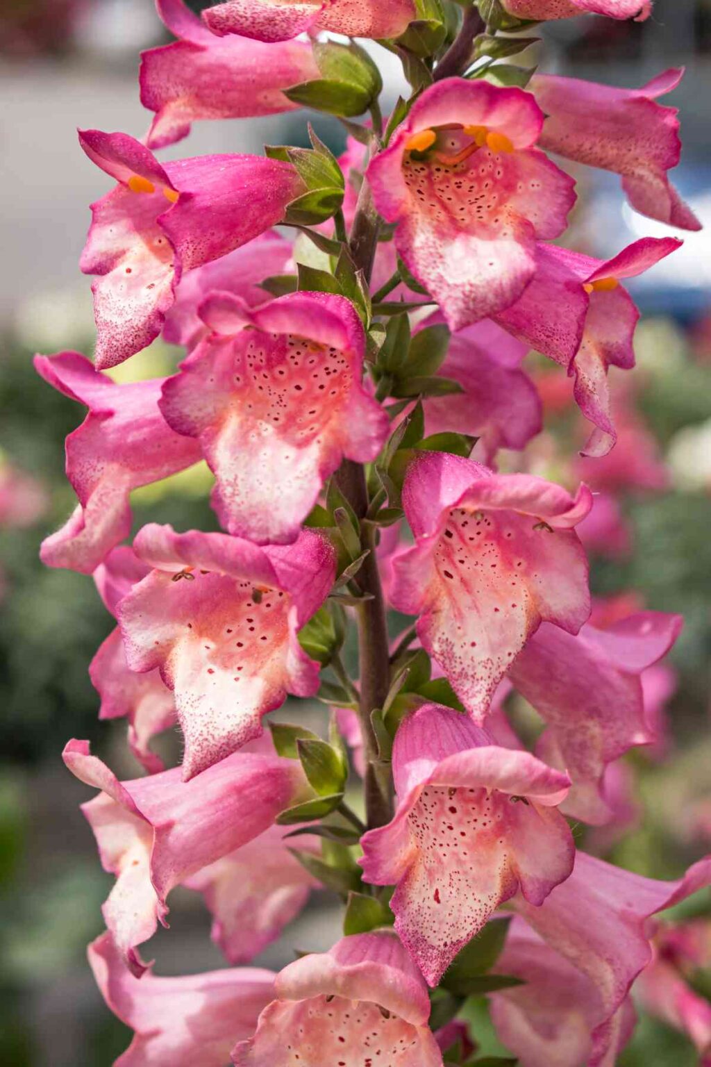 27 Best Pink Flowering Plants to Beautify Your Garden - Homestead Gardener