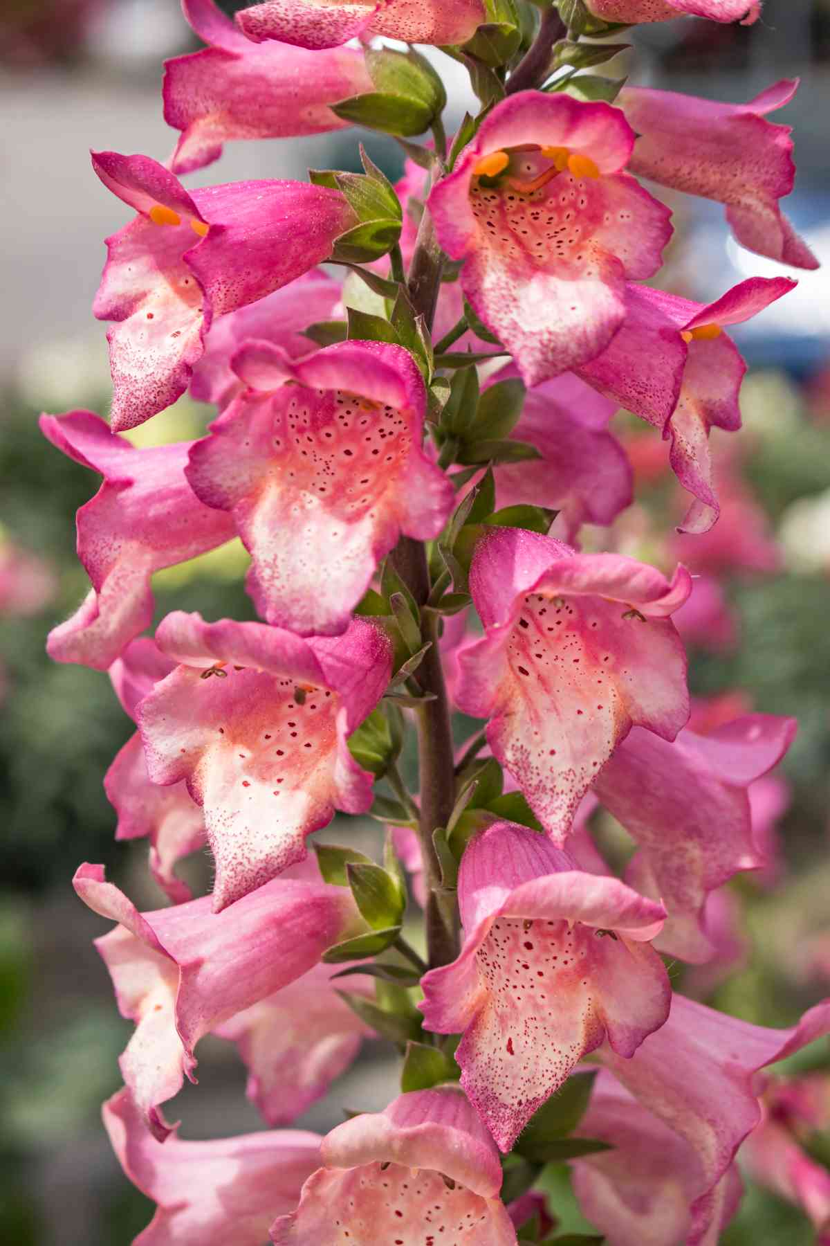 27 Best Pink Flowering Plants to Beautify Your Garden - Homestead Gardener