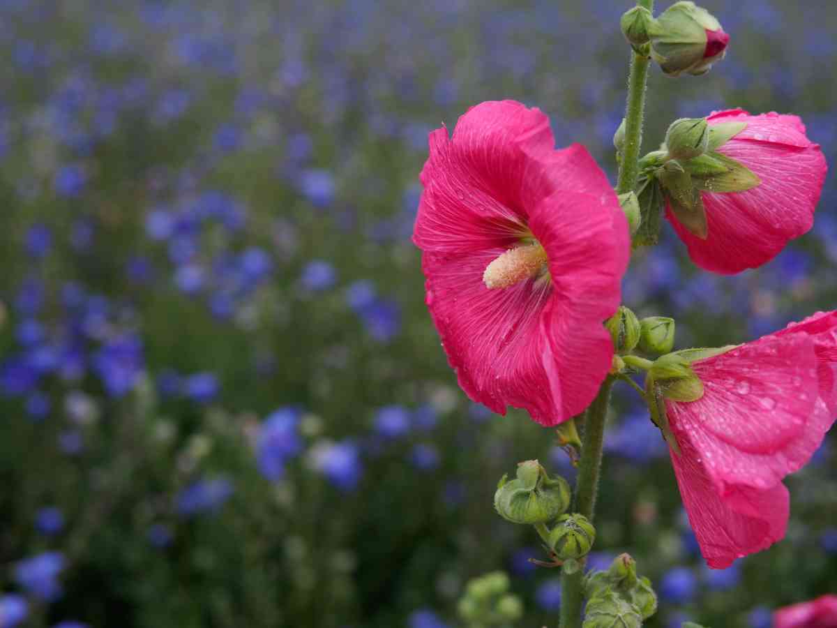 27 Best Pink Flowering Plants to Beautify Your Garden - Homestead Gardener