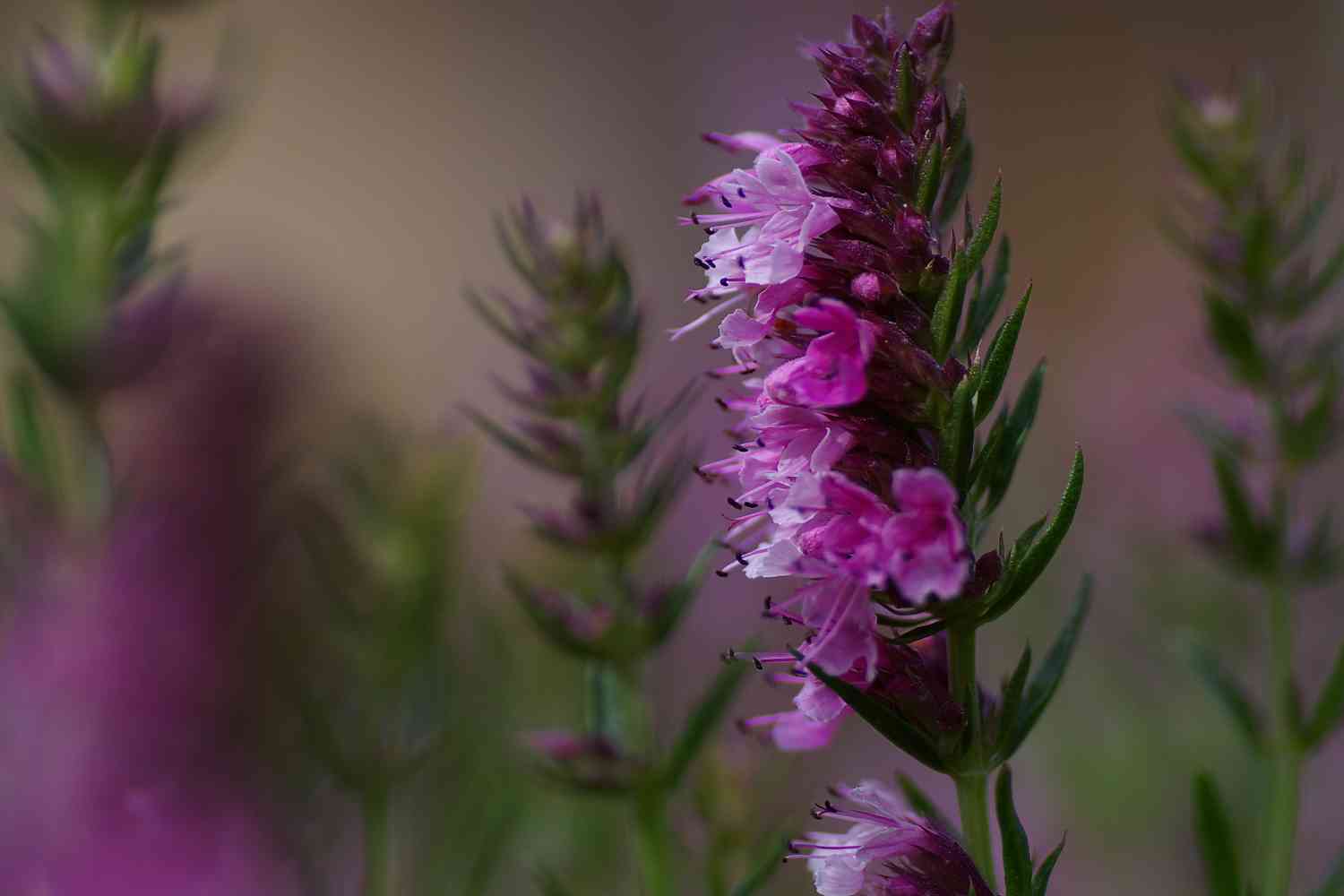 27 Best Pink Flowering Plants to Beautify Your Garden - Homestead Gardener