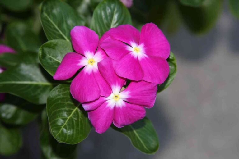 27 Best Pink Flowering Plants to Beautify Your Garden - Homestead Gardener