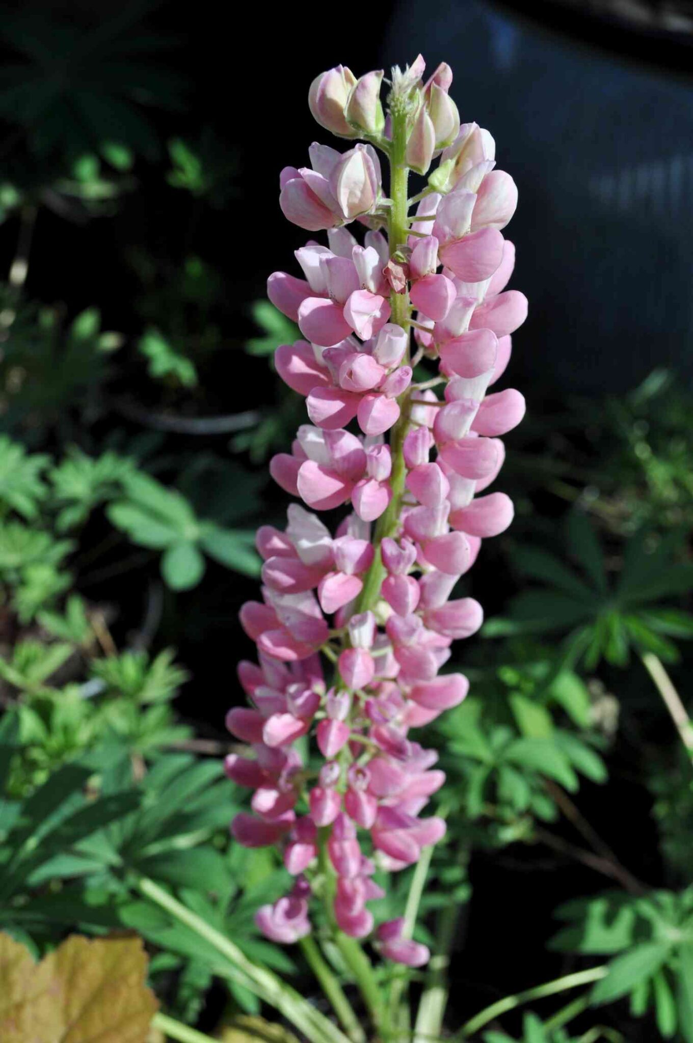27 Best Pink Flowering Plants to Beautify Your Garden - Homestead Gardener