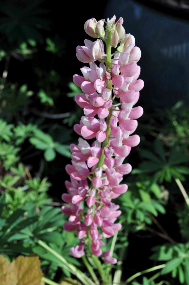27 Best Pink Flowering Plants to Beautify Your Garden - Homestead Gardener