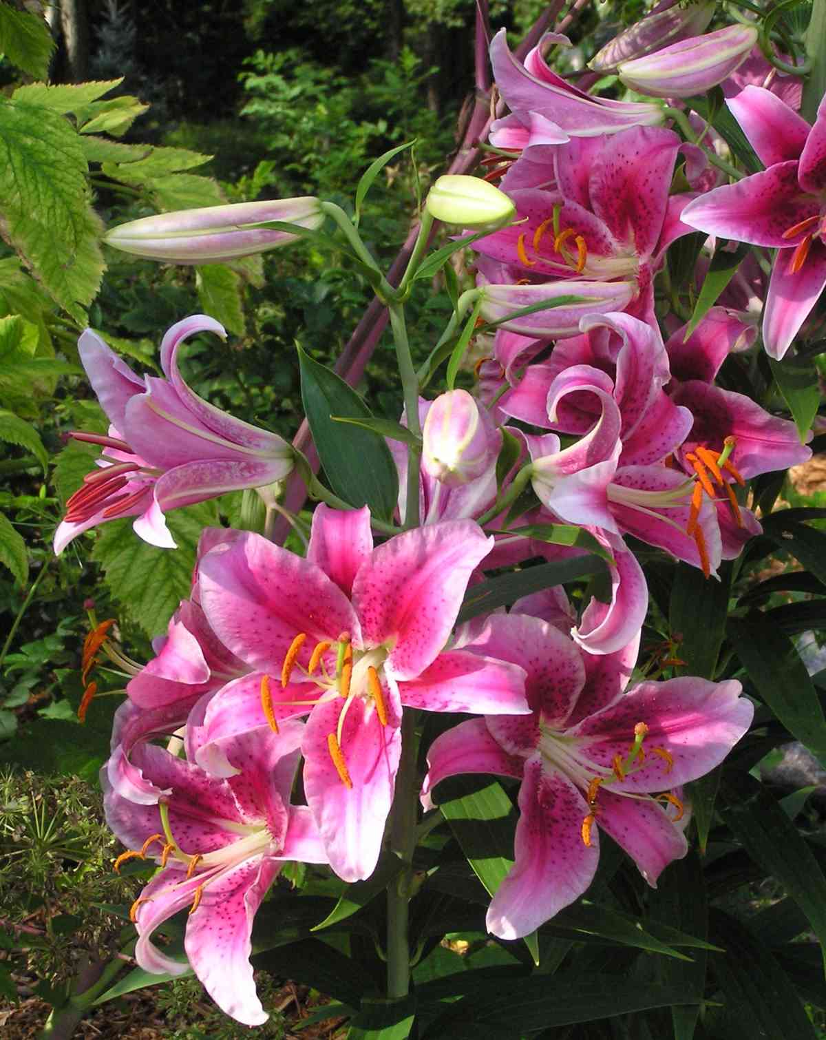 27 Best Pink Flowering Plants to Beautify Your Garden - Homestead Gardener
