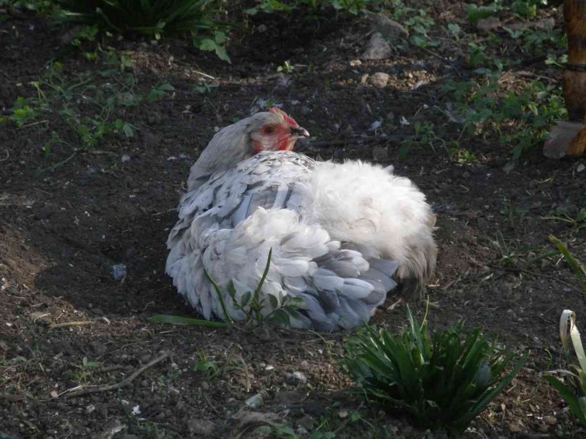 How to Make a Chicken Dust Bath? - Homestead Gardener