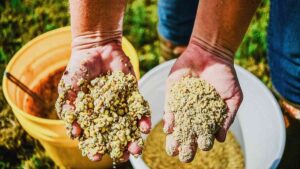 How Do I Ferment Chicken Feed for Healthy Hens & Eggs? - Homestead Gardener