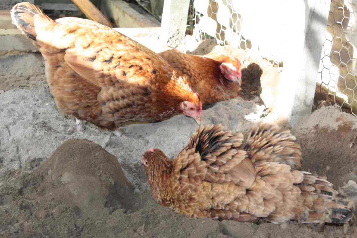 How to Make a Chicken Dust Bath? - Homestead Gardener