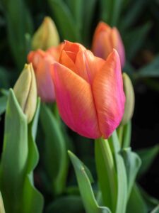 How to Propagate Tulips: An Ultimate Guide - Homestead Gardener