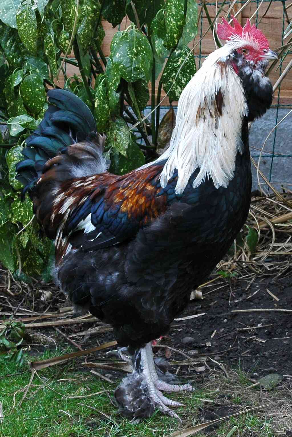11 Black Chicken Breeds with Feathered Feet - Homestead Gardener