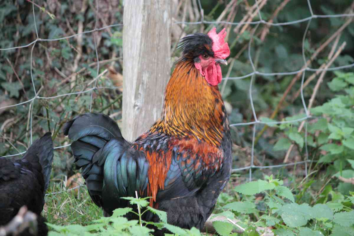 11 Black Chicken Breeds with Feathered Feet - Homestead Gardener