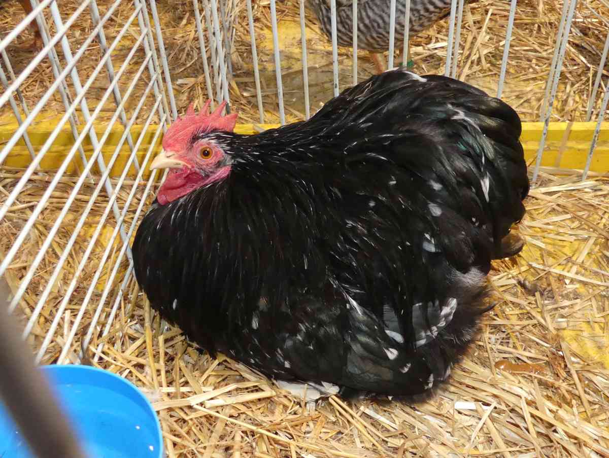 11 Black Chicken Breeds with Feathered Feet - Homestead Gardener