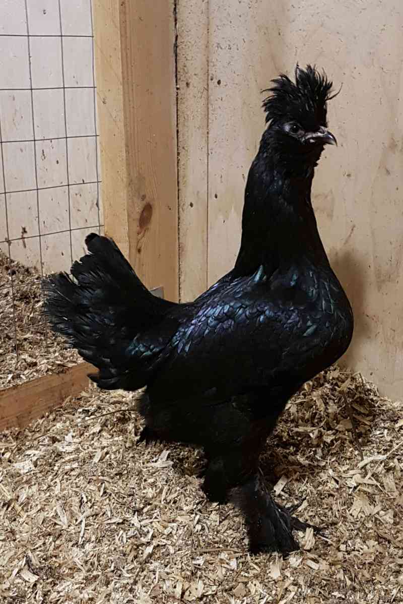 11 Black Chicken Breeds with Feathered Feet - Homestead Gardener