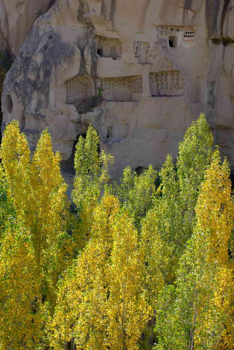 23 Best Perennials that Grow in Shade - Homestead Gardener
