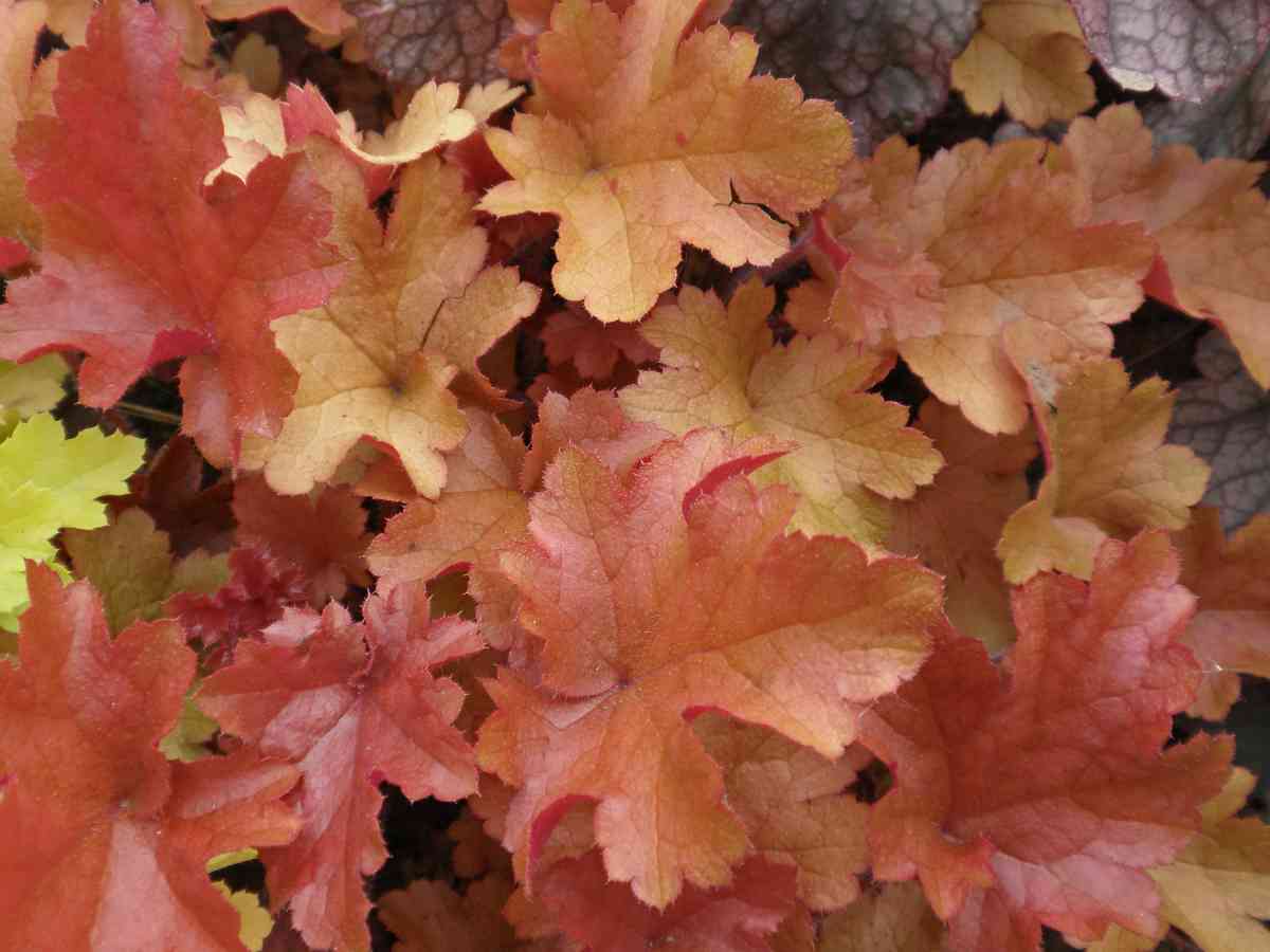 23 Best Perennials that Grow in Shade - Homestead Gardener