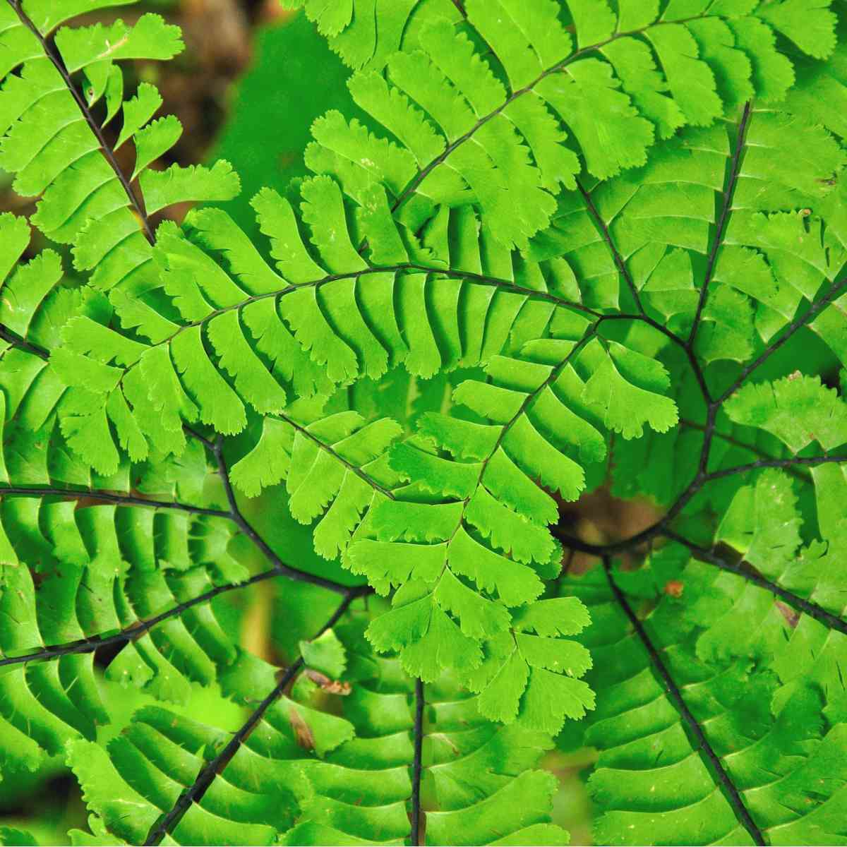 15 Houseplants for North Facing Windows - Homestead Gardener