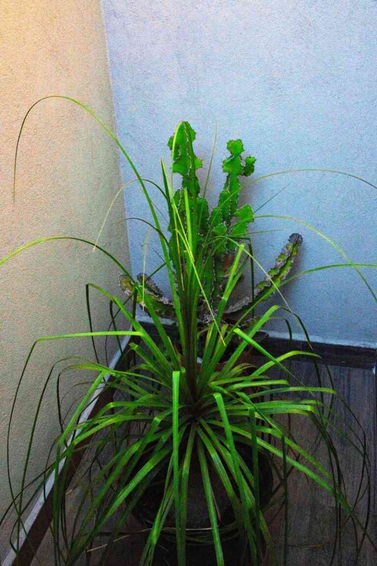 19 Best Low Light Succulents to Grow Indoors - Homestead Gardener