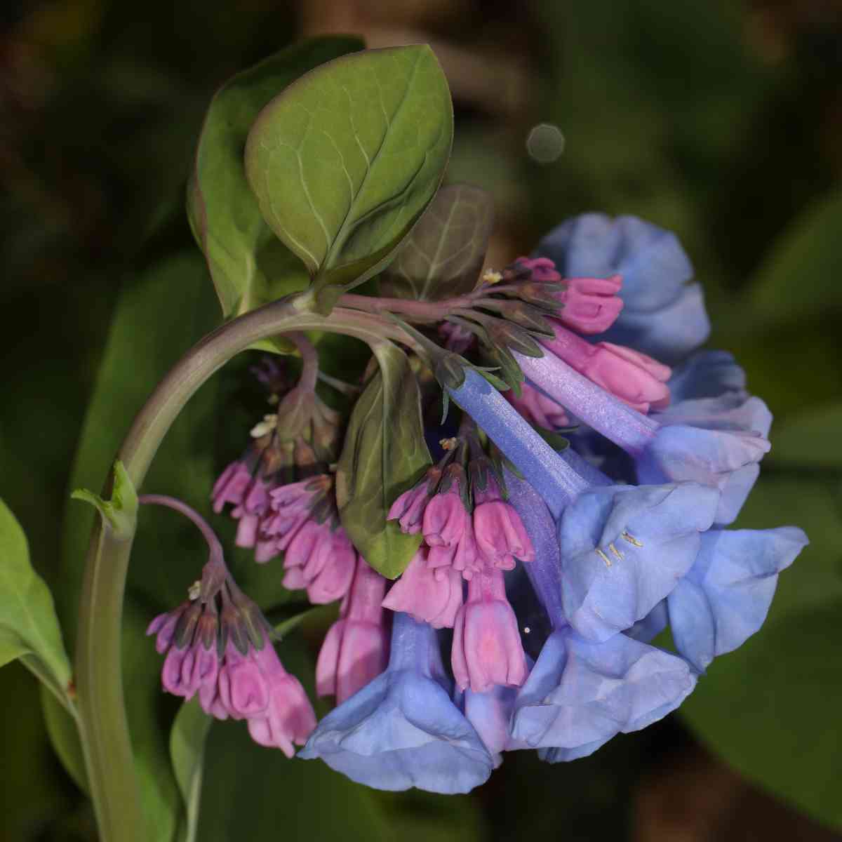 23 Best Perennials that Grow in Shade - Homestead Gardener