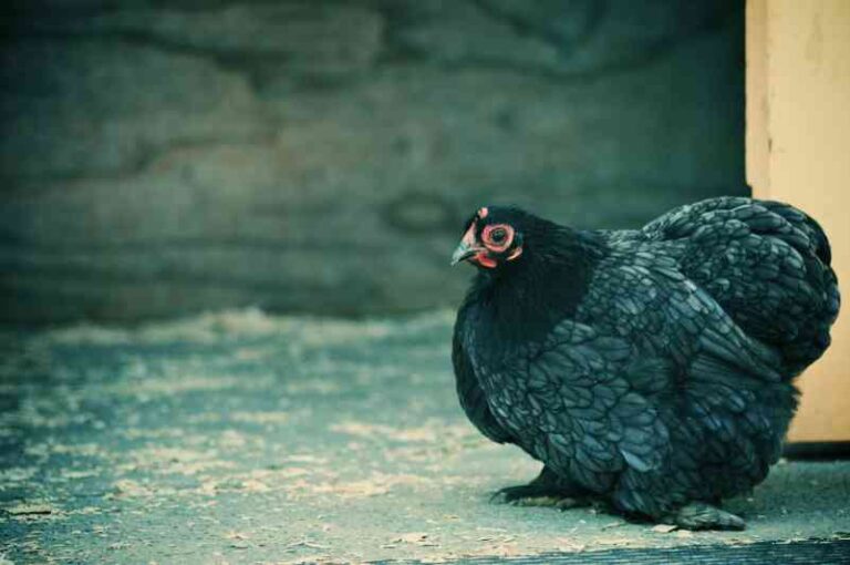 11 Black Chicken Breeds with Feathered Feet - Homestead Gardener