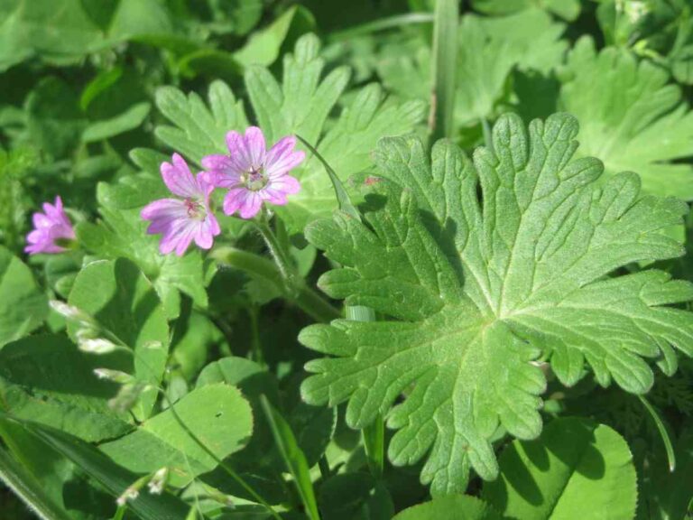How to Propagate Geraniums from Cuttings? - Homestead Gardener