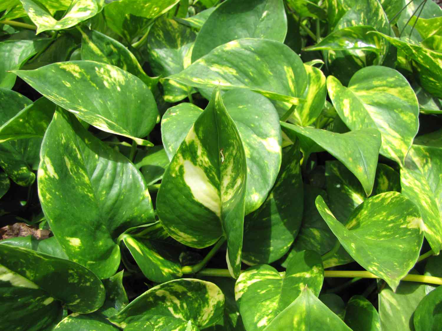 How to Propagate Golden Pothos - An Ultimate Guide - Homestead Gardener