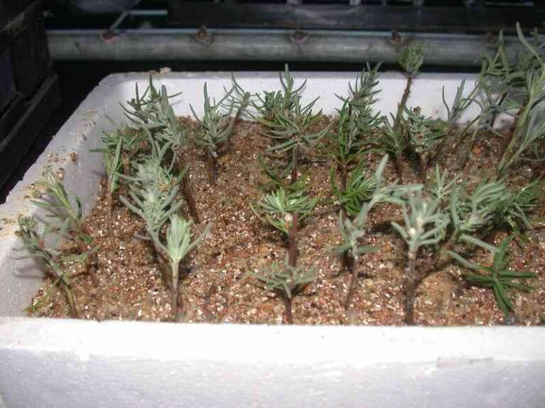 How to Propagate Lavender Plant From Cuttings - Complete Guide ...