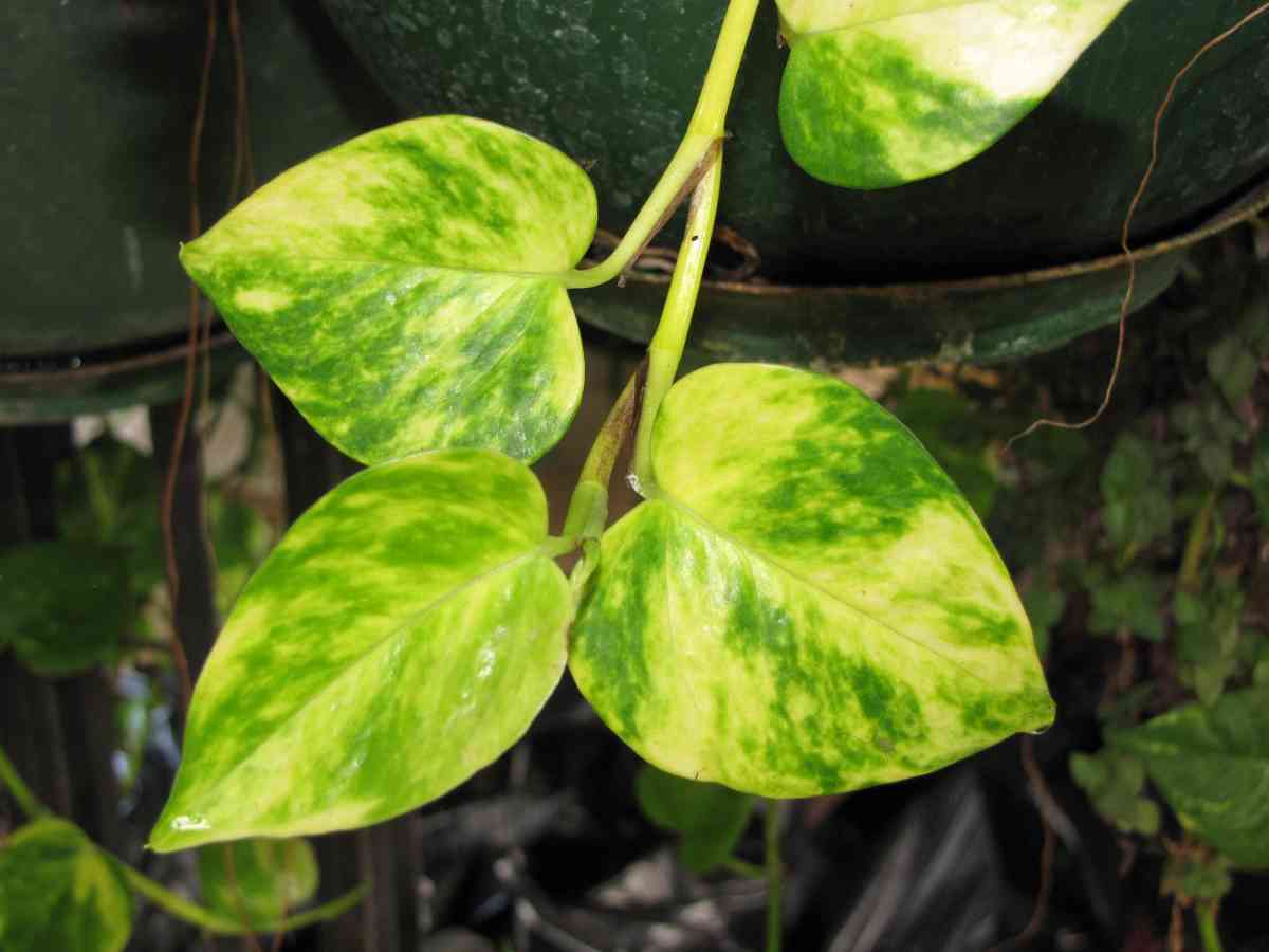 How to Propagate Golden Pothos - An Ultimate Guide - Homestead Gardener