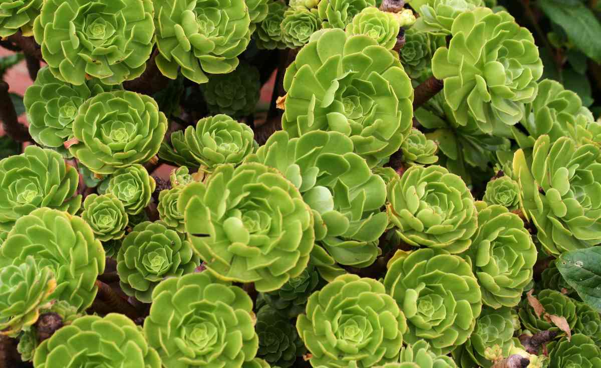 19 Best Low Light Succulents to Grow Indoors - Homestead Gardener